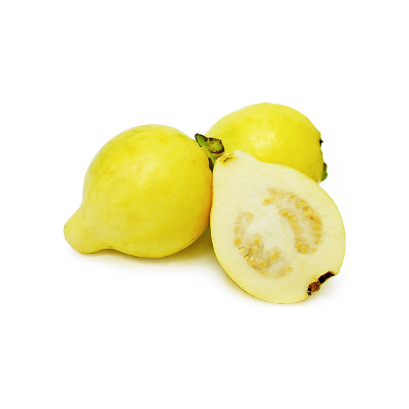 Guava - Batel for manufacturing vegetables and fruits